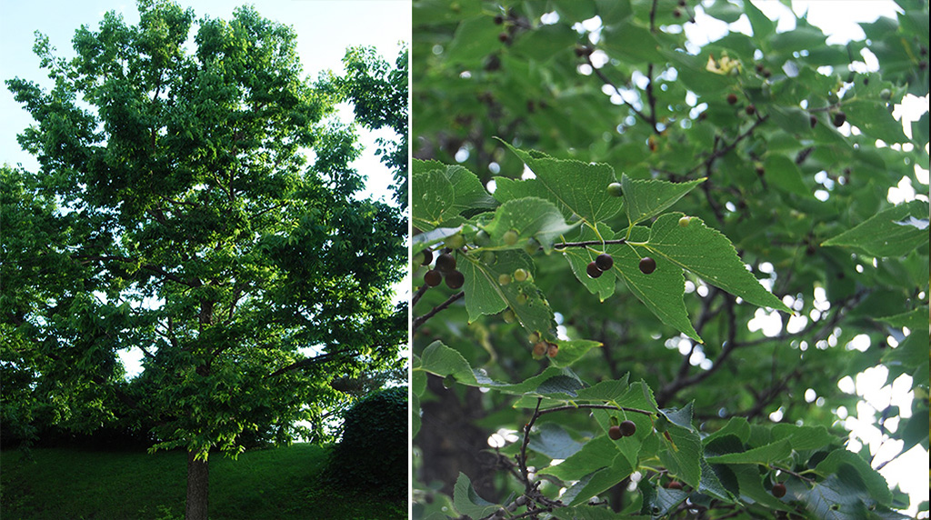 Micocoulier occidental